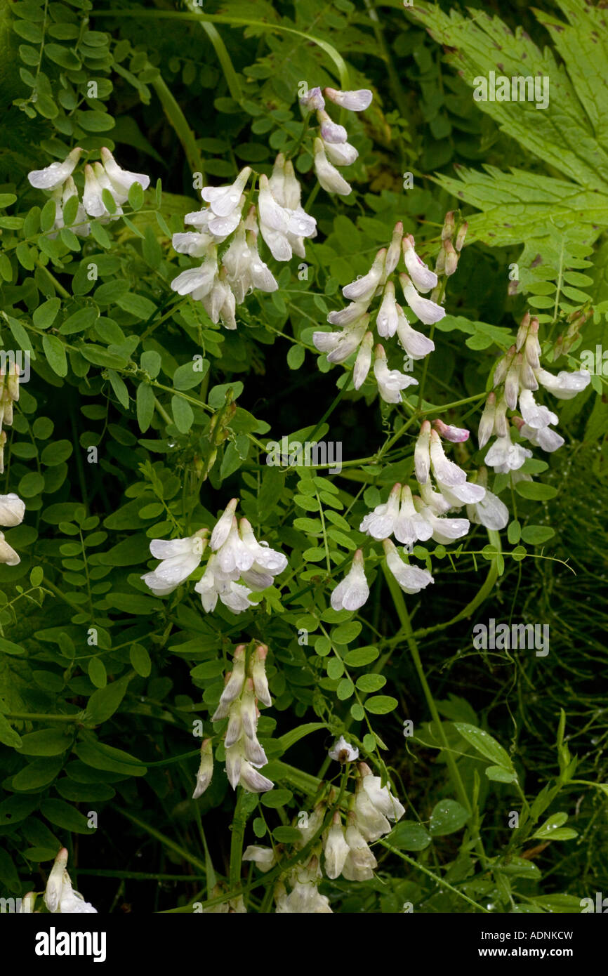 Wood vetch Vicia sylvatica in flower Uncommon UK plant Stock Photo - Alamy