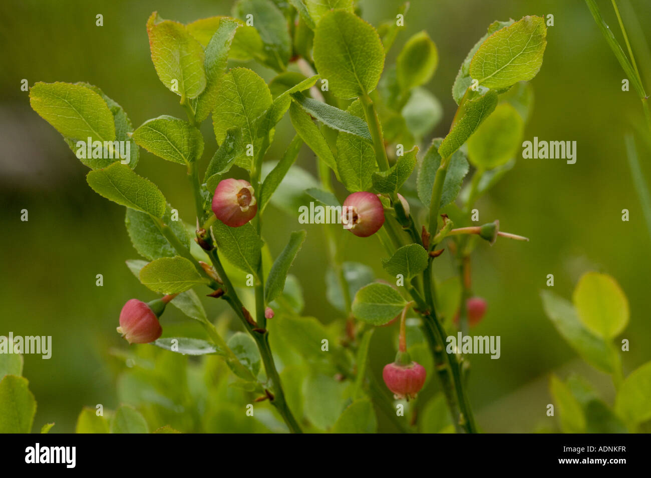 Bilberry Vaccinium myrtillus in flower Exmoor Stock Photo - Alamy