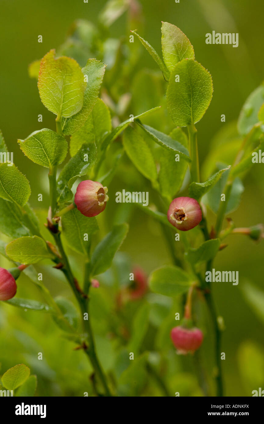 Bilberry (Vaccinium myrtillus) in flower, close-up, Exmoor, England, UK ...