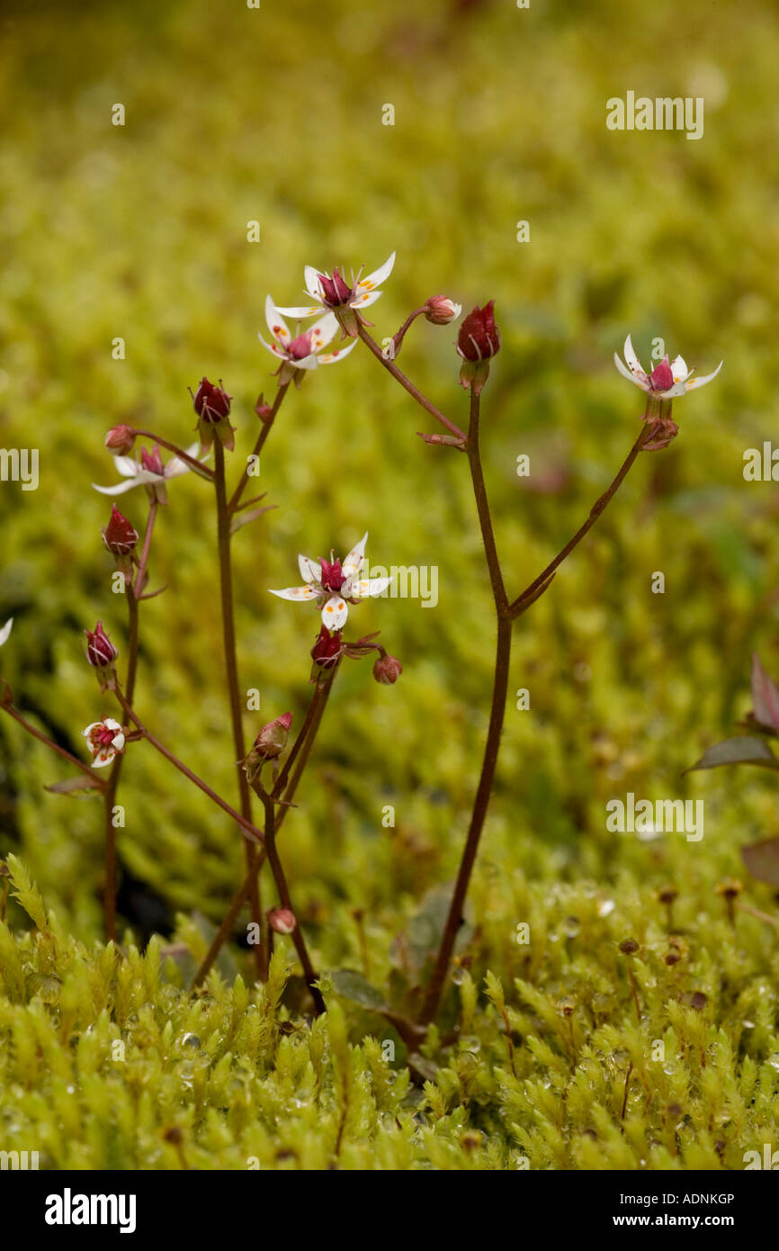 Starry saxifrage, Saxifraga stellaris, in mossy stream Scotland Stock ...