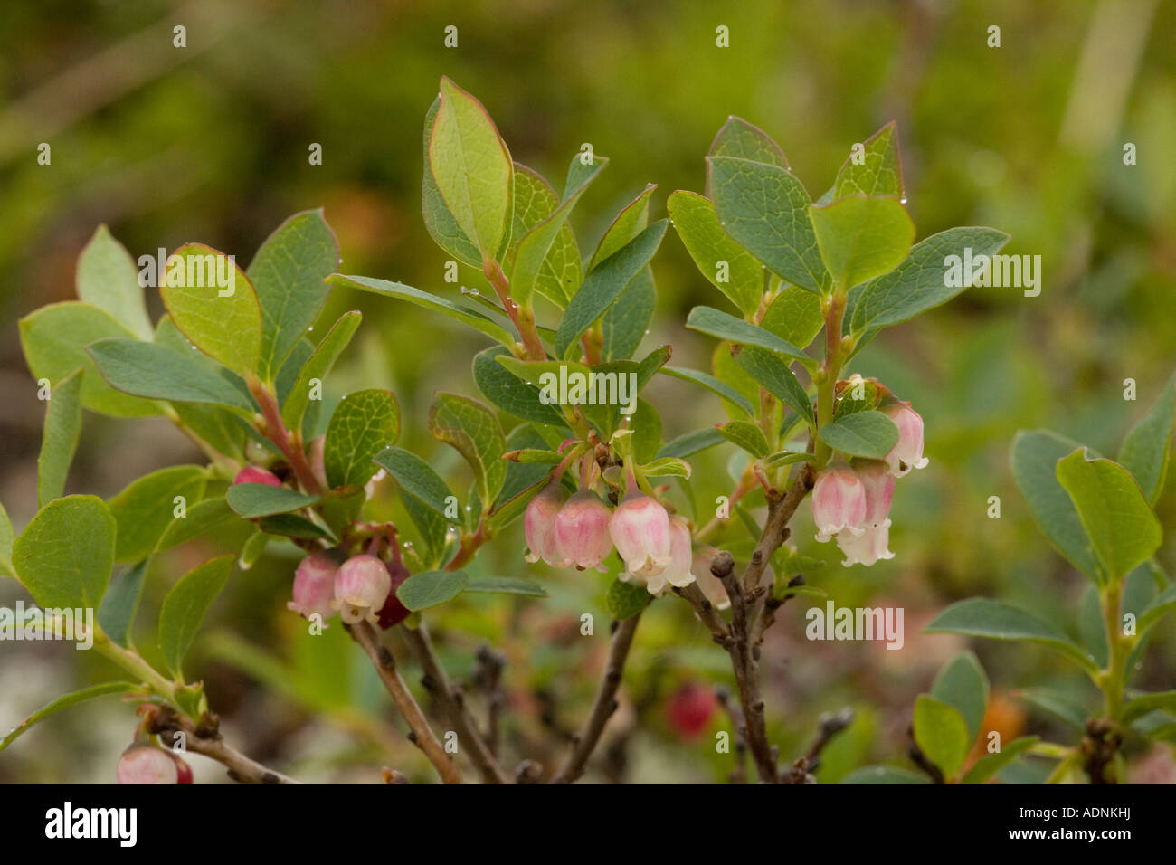 Bog bilberry, Vaccinium uliginosum, Norway Stock Photo - Alamy