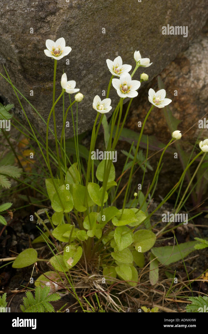 Grass of Parnassus, Parnassia palustris, in flower Scotland Stock Photo ...