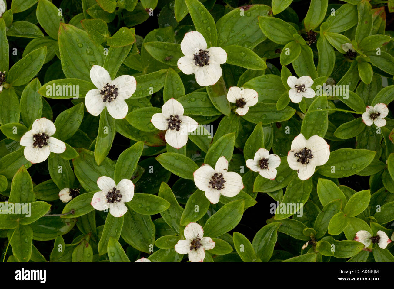Dwarf cornel Cornus suecica Chamaepericlymenum suecicum in flower Rare ...