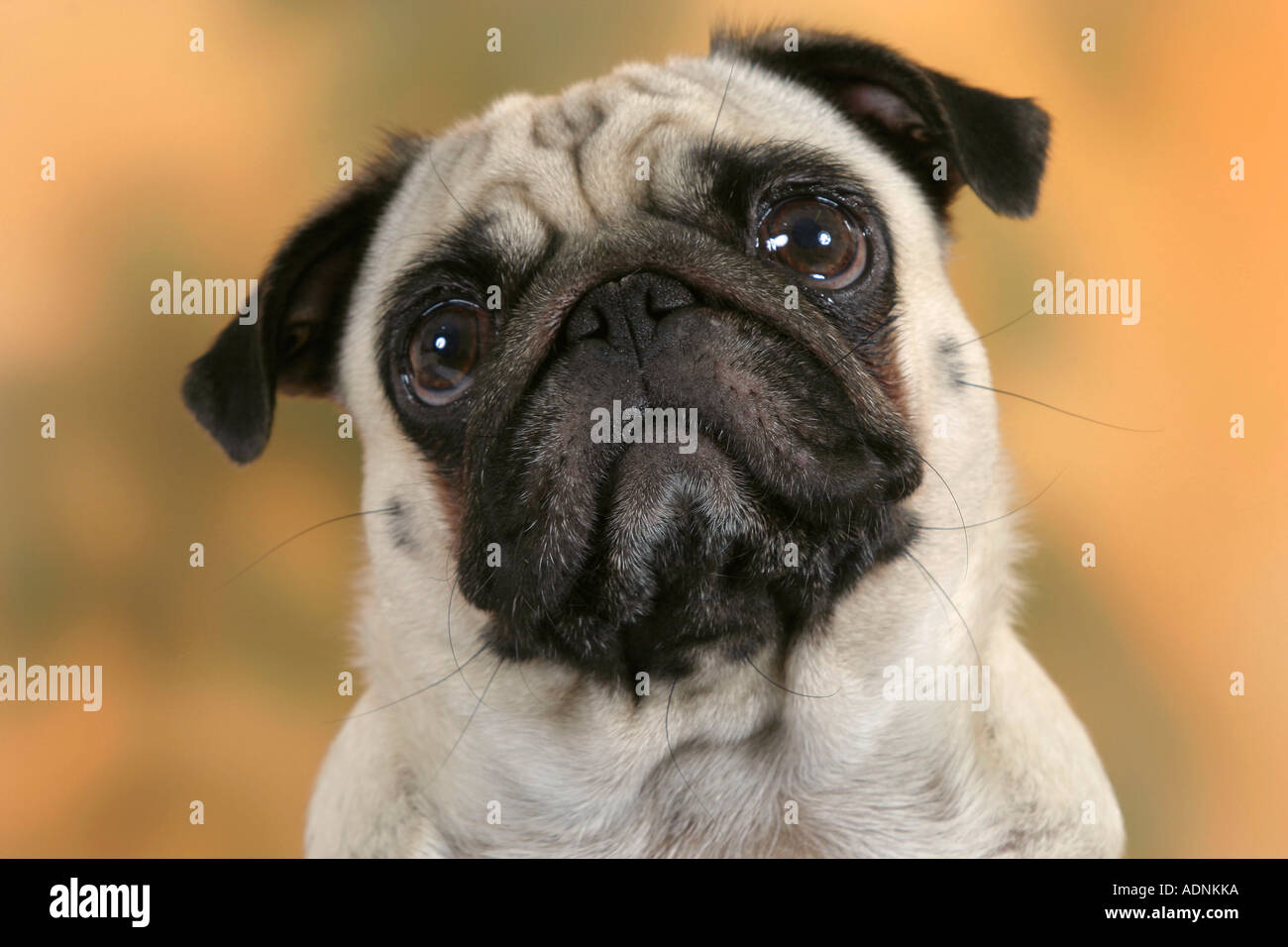 Thoughtful pug hi-res stock photography and images - Alamy