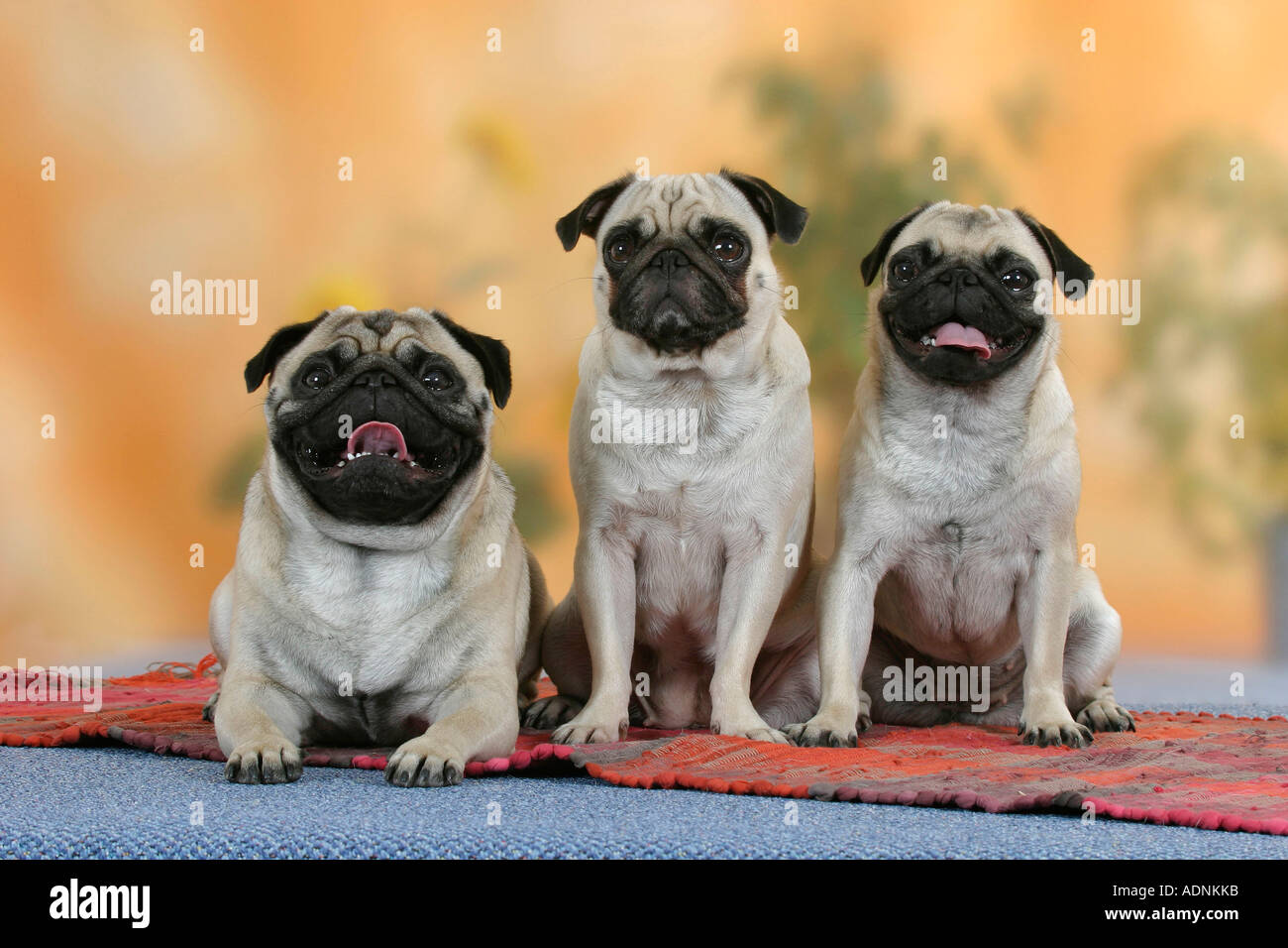 Pugs group hi-res stock photography and images - Alamy