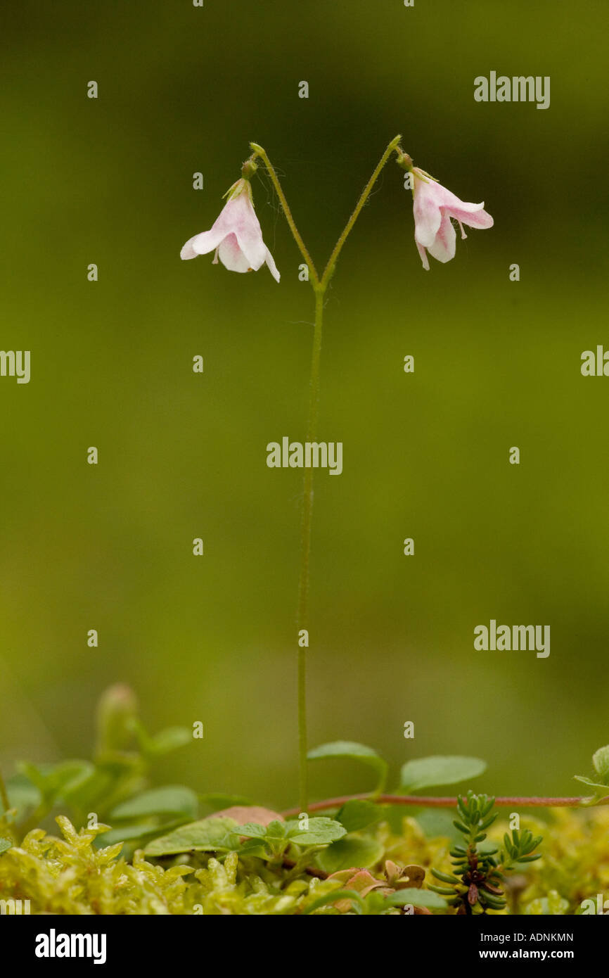 Twin flower Linnaea borealis very rare in UK Stock Photo - Alamy