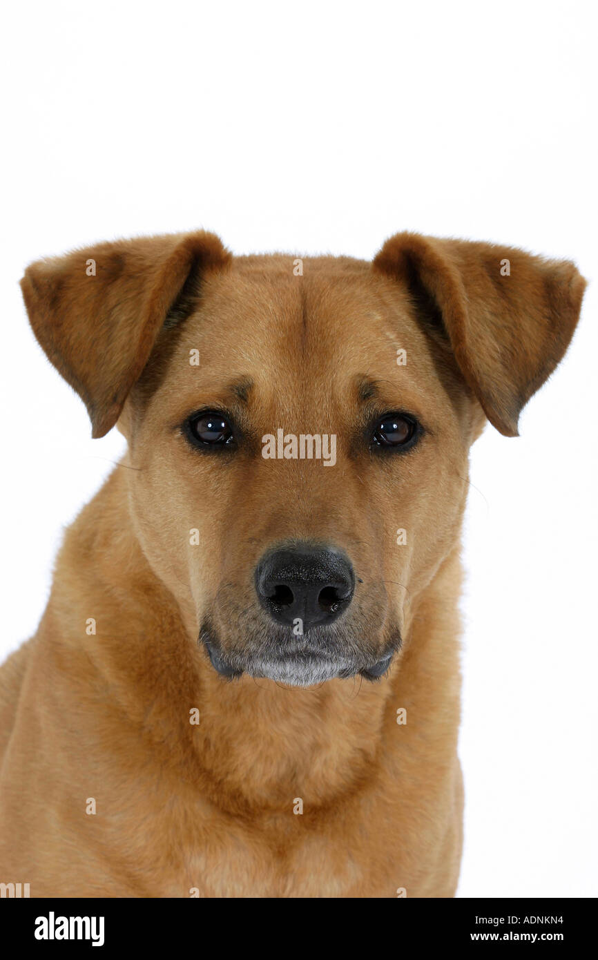 Mixed Breed Dog Stock Photo - Alamy