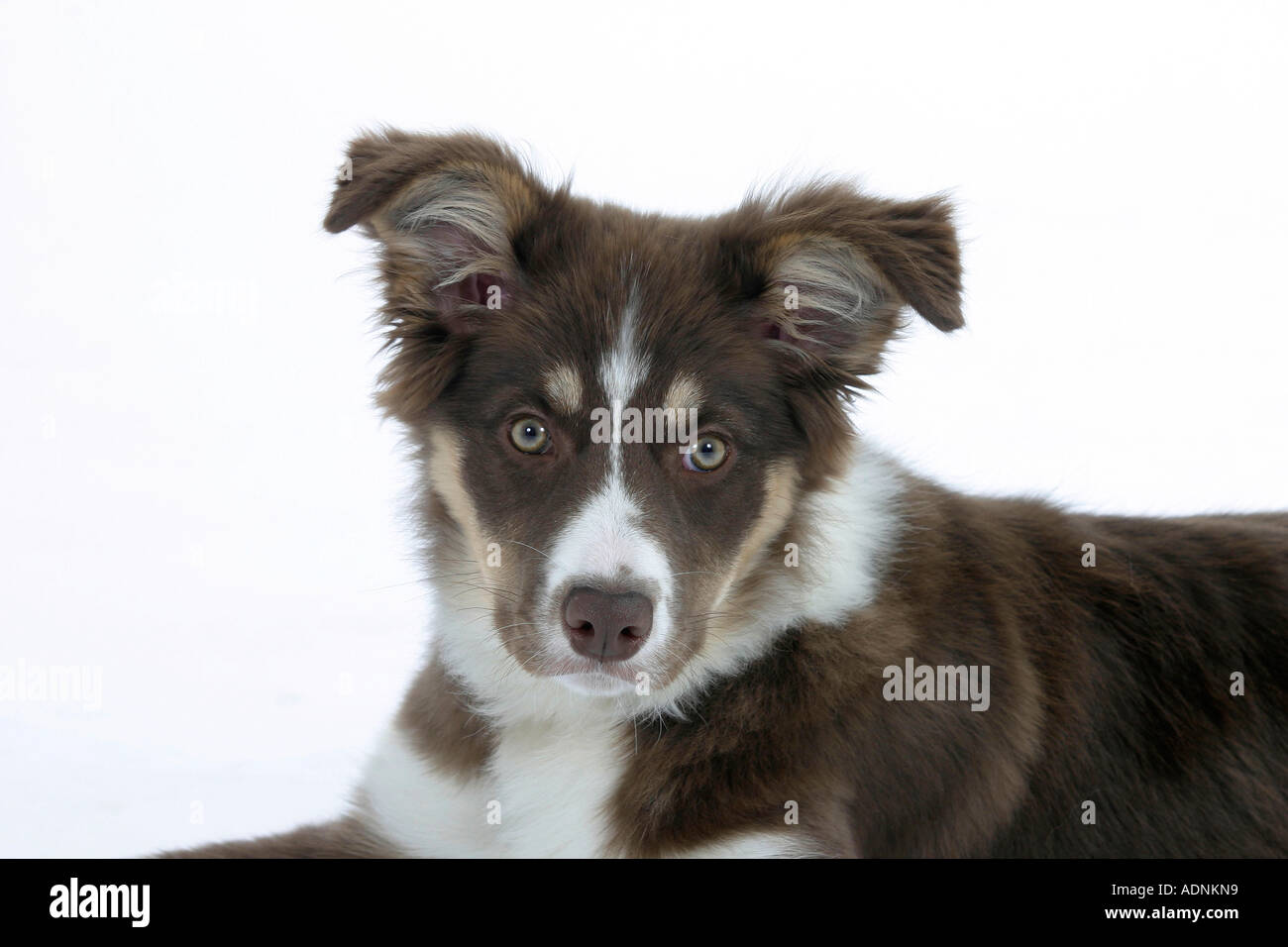 Border Collie, puppy, 4 month Stock Photo - Alamy