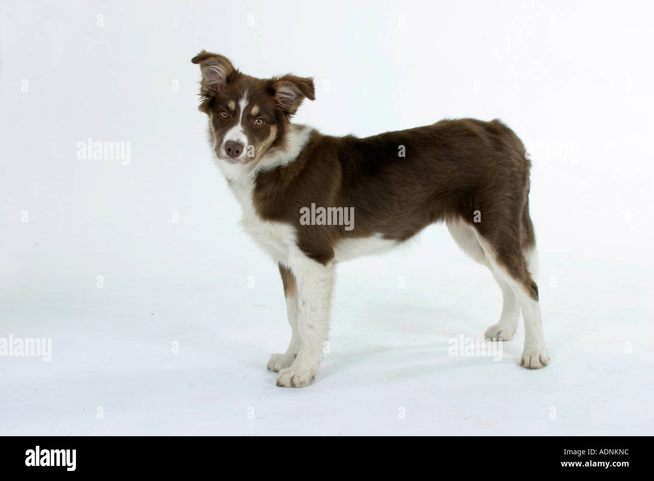 Border Collie, puppy, 4 month Stock Photo - Alamy