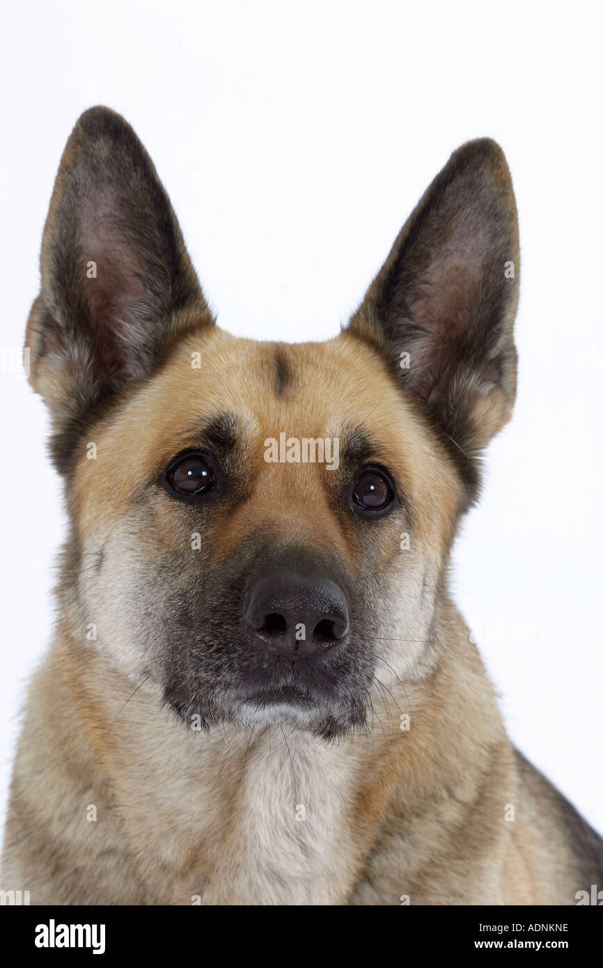 German Shepherd Dog Alsatian Stock Photo - Alamy