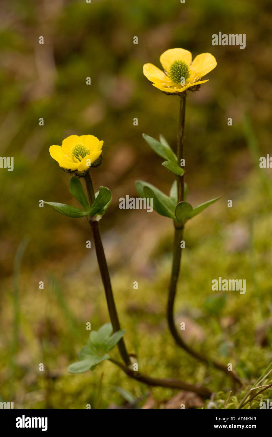 Arctic buttercup hi-res stock photography and images - Alamy
