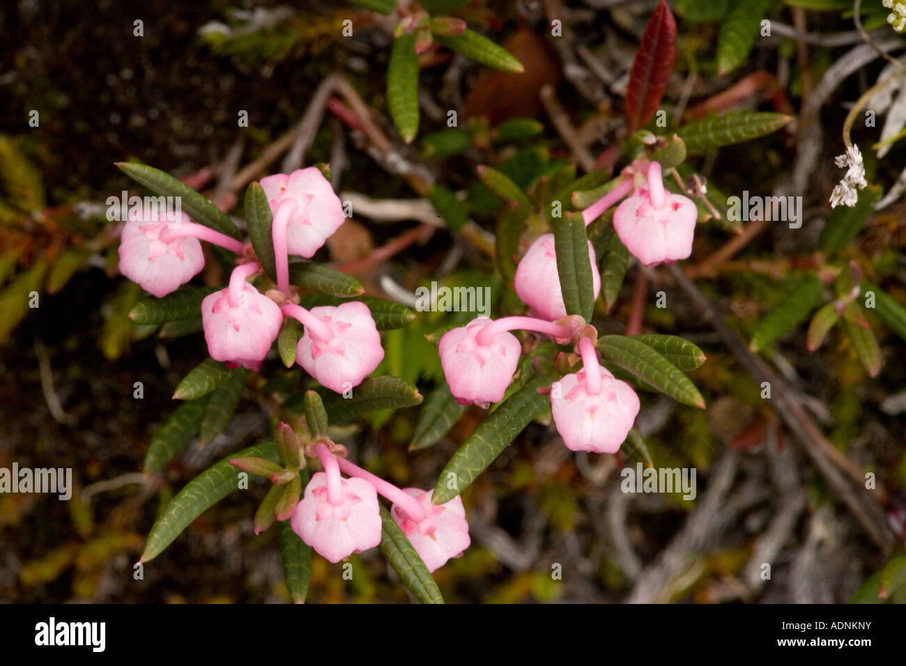 Bog Rosemary Andromeda polifolia in flower on bog surface Scotland ...