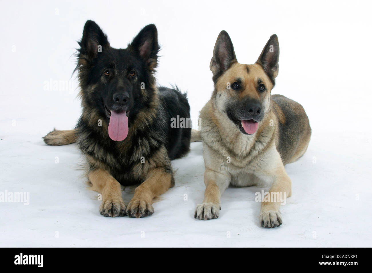 Alsatian dogs hi-res stock photography and images - Alamy