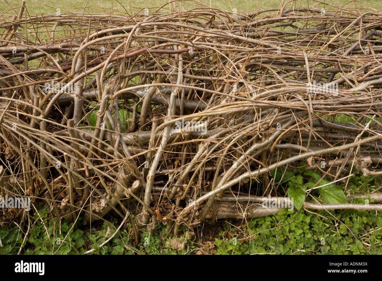 Interesting laid hedge in upper Nadder Valley Wilts Stock Photo - Alamy
