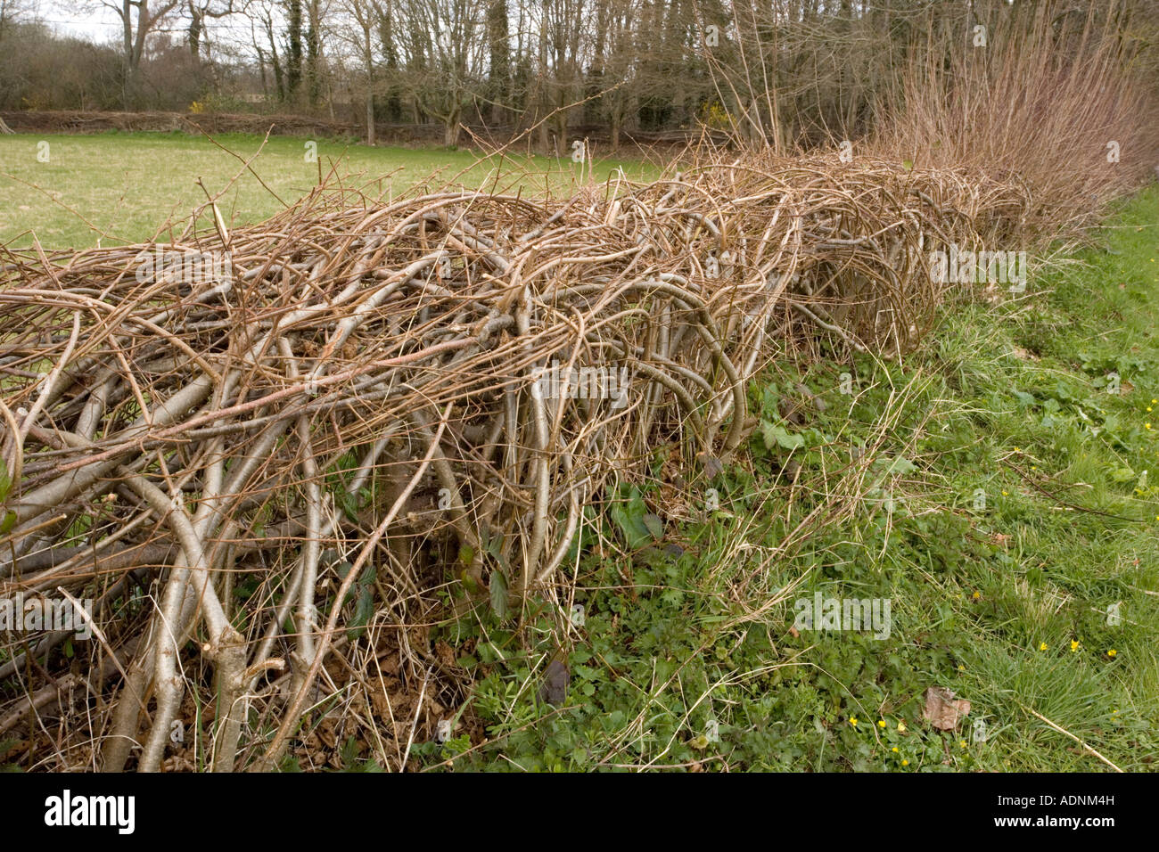 Interesting laid hedge in upper Nadder Valley Wilts Stock Photo - Alamy
