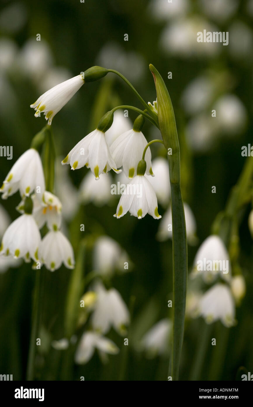 Leucojum aestivum flower hi-res stock photography and images - Alamy