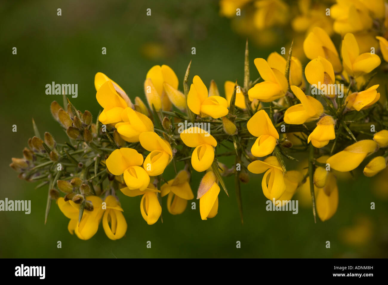 Common gorse, Ulex europaeus, in flower Dorset Stock Photo - Alamy