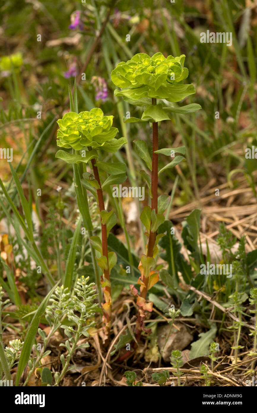 Sun spurge, Euphorbia helioscopia, Widespread weed Stock Photo - Alamy