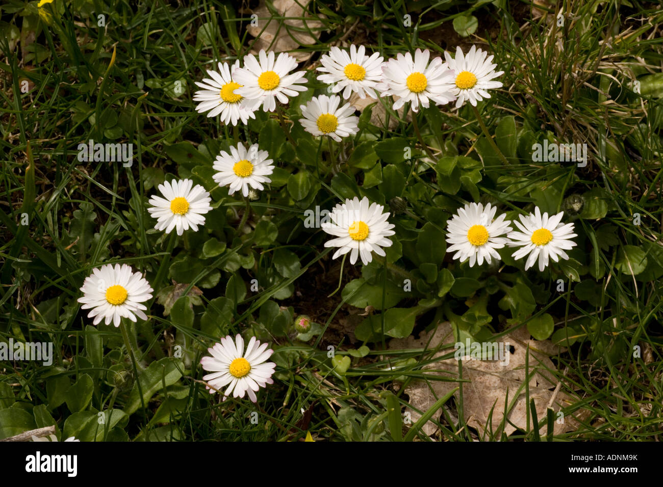 Common daisy, Bellis perennis Widespread lawn weed Stock Photo - Alamy
