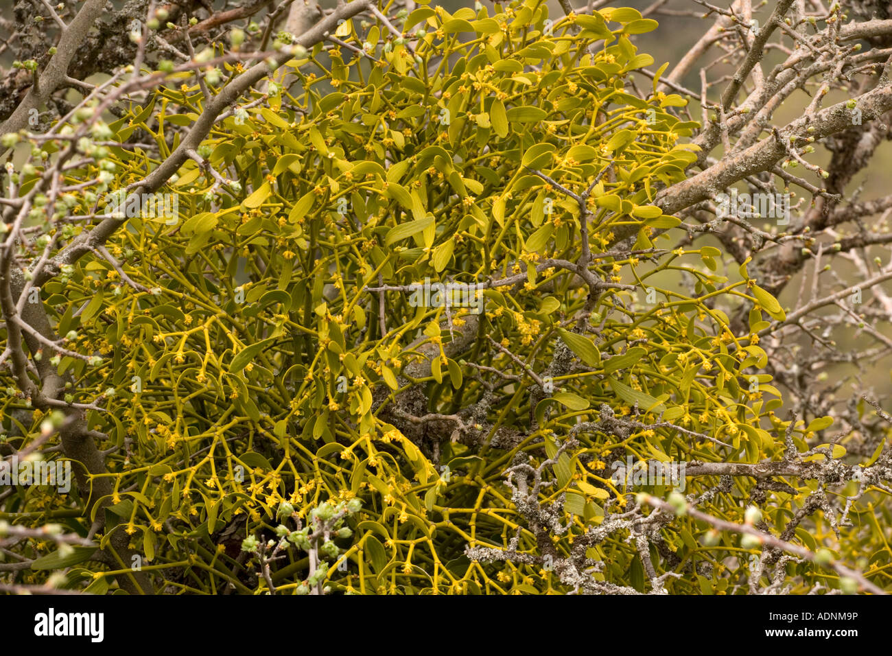 Semi parasite semi parasitic hemiparasite hemiparasitic plant flower hi ...