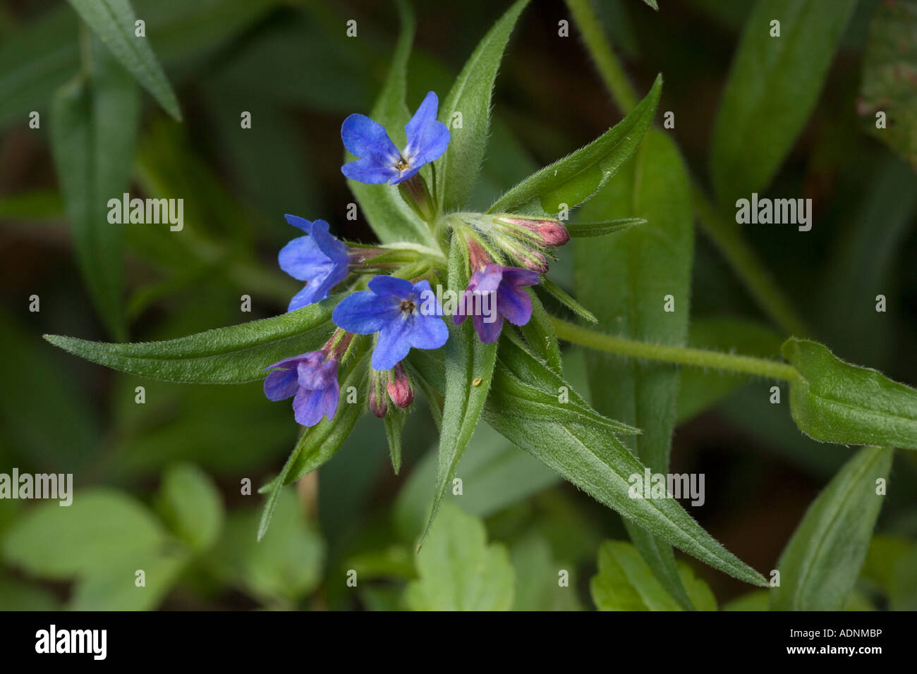 Purple gromwell (lithospermum purpurocaeruleum) hi-res stock ...
