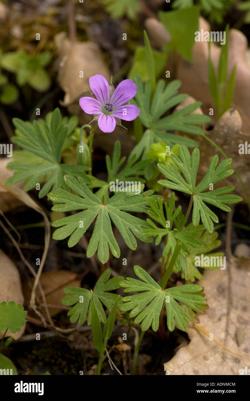Long stalked cranesbill, Geranium columbinum Somerset Stock Photo - Alamy