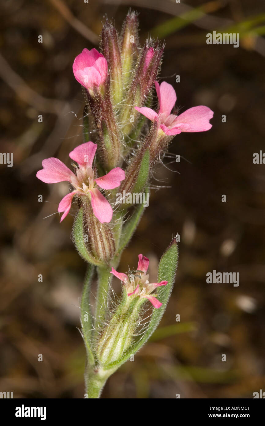 Silene gallica hi-res stock photography and images - Alamy