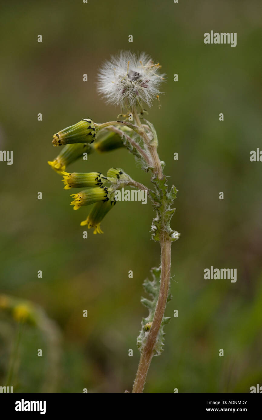 Senecio vulgaris flower fruit weed hi-res stock photography and images ...