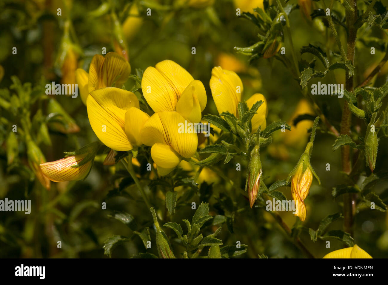 Large yellow restharrow, Ononis natrix, Sicily Stock Photo - Alamy