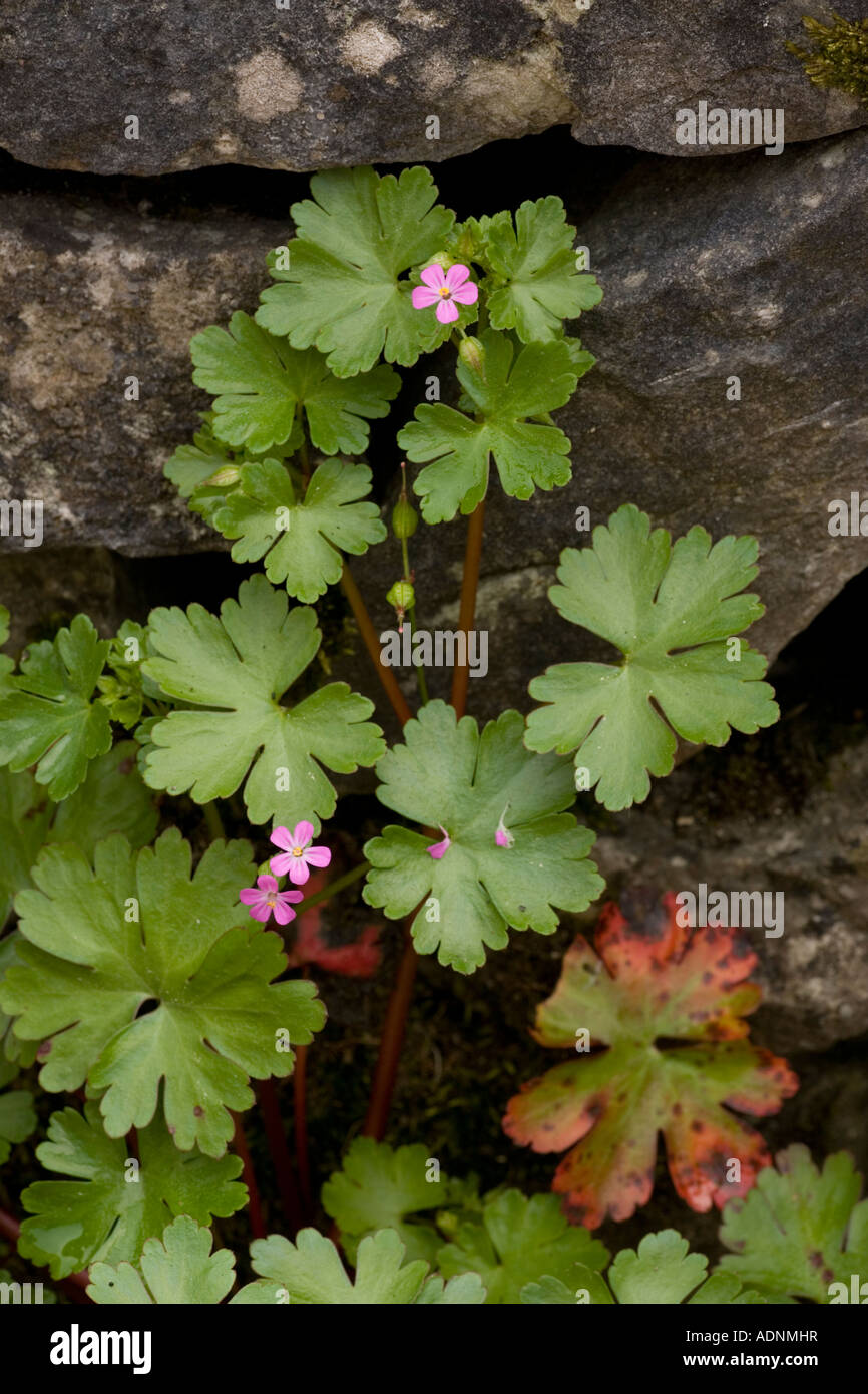 Shining cranesbill, Geranium lucidum, in flower Stock Photo - Alamy