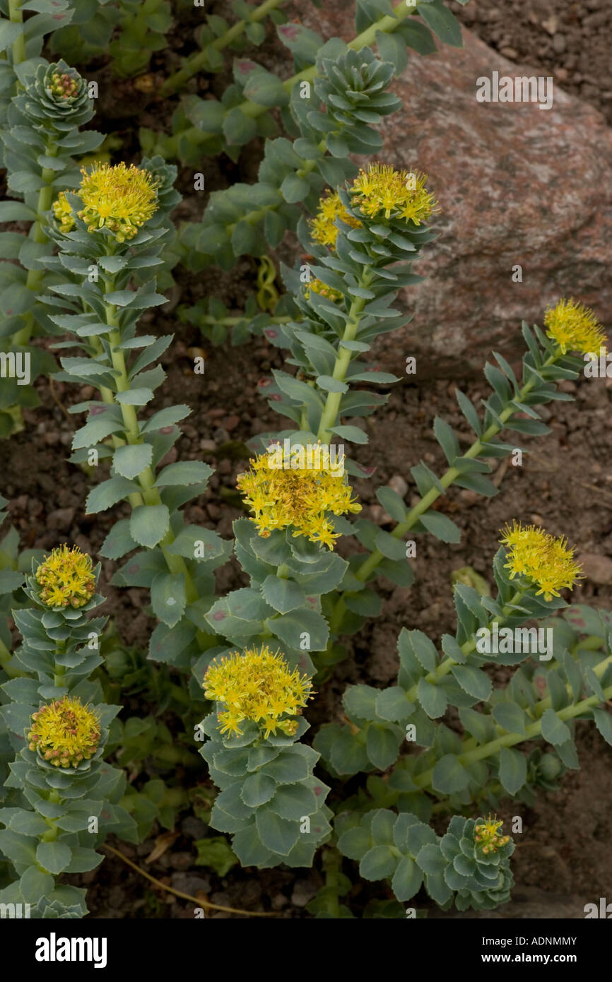 Roseroot Rhodiola rosea North UK Stock Photo - Alamy