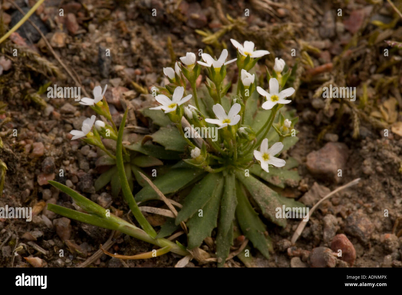 Northern androsace Androsace septentrionalis N Europe Stock Photo - Alamy