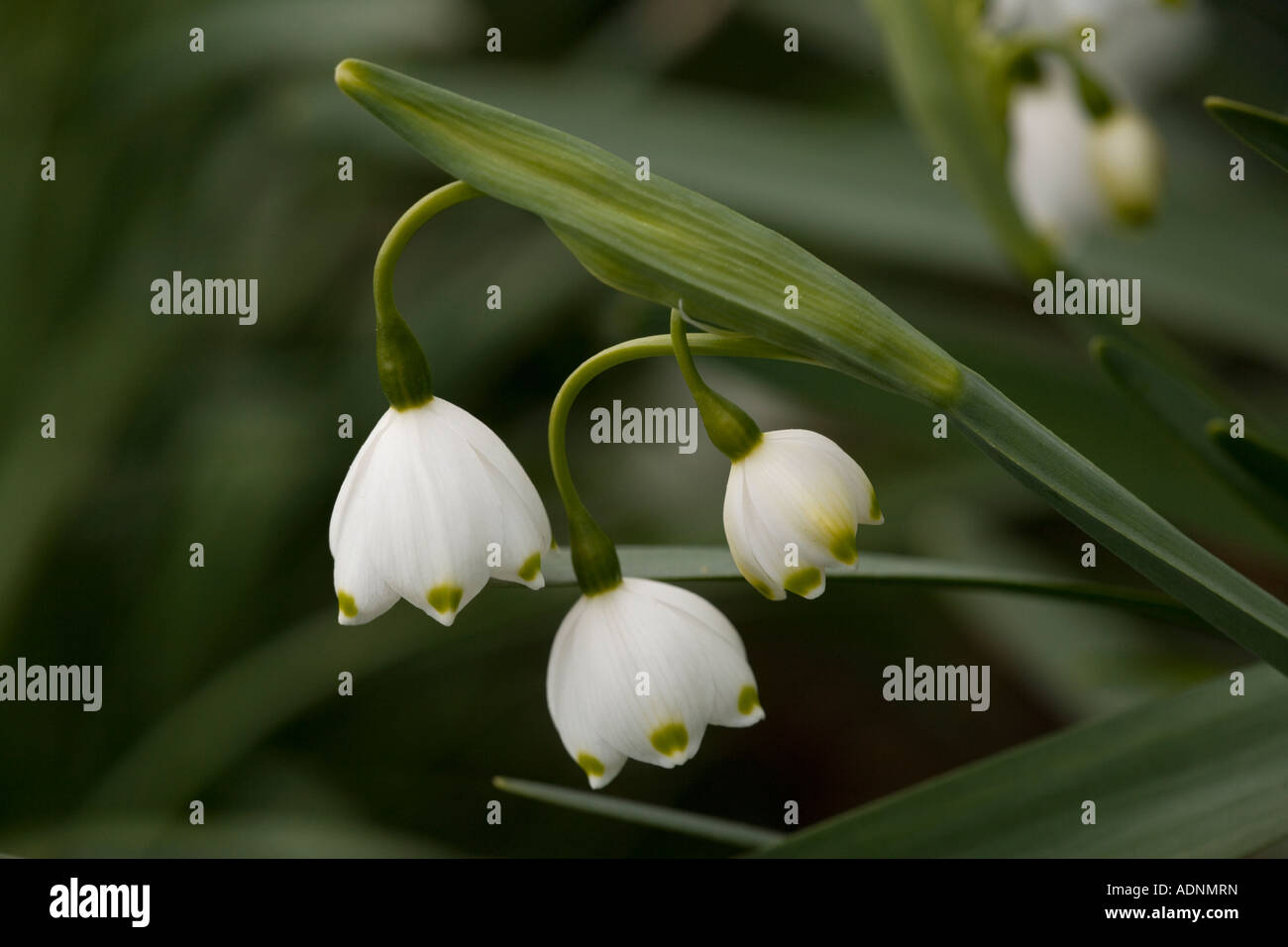 Loddon lily, Leucojum aestivum, close-up Stock Photo - Alamy