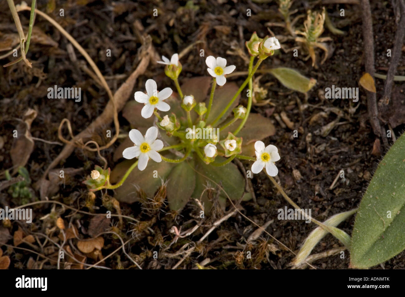 The northern androsace androsace septentrionalis hi-res stock ...
