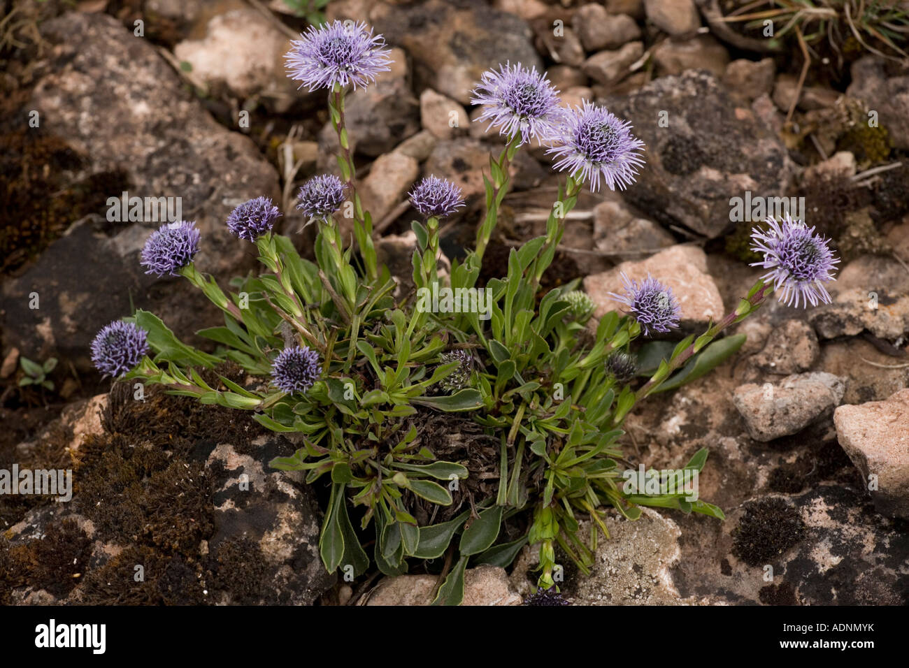 Common Globularia Globularia vulgaris Oland Sweden Stock Photo - Alamy