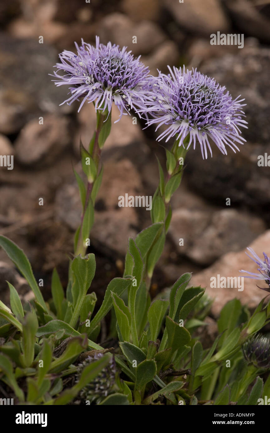 Common Globularia, Globularia vulgaris, Oland Sweden Stock Photo - Alamy