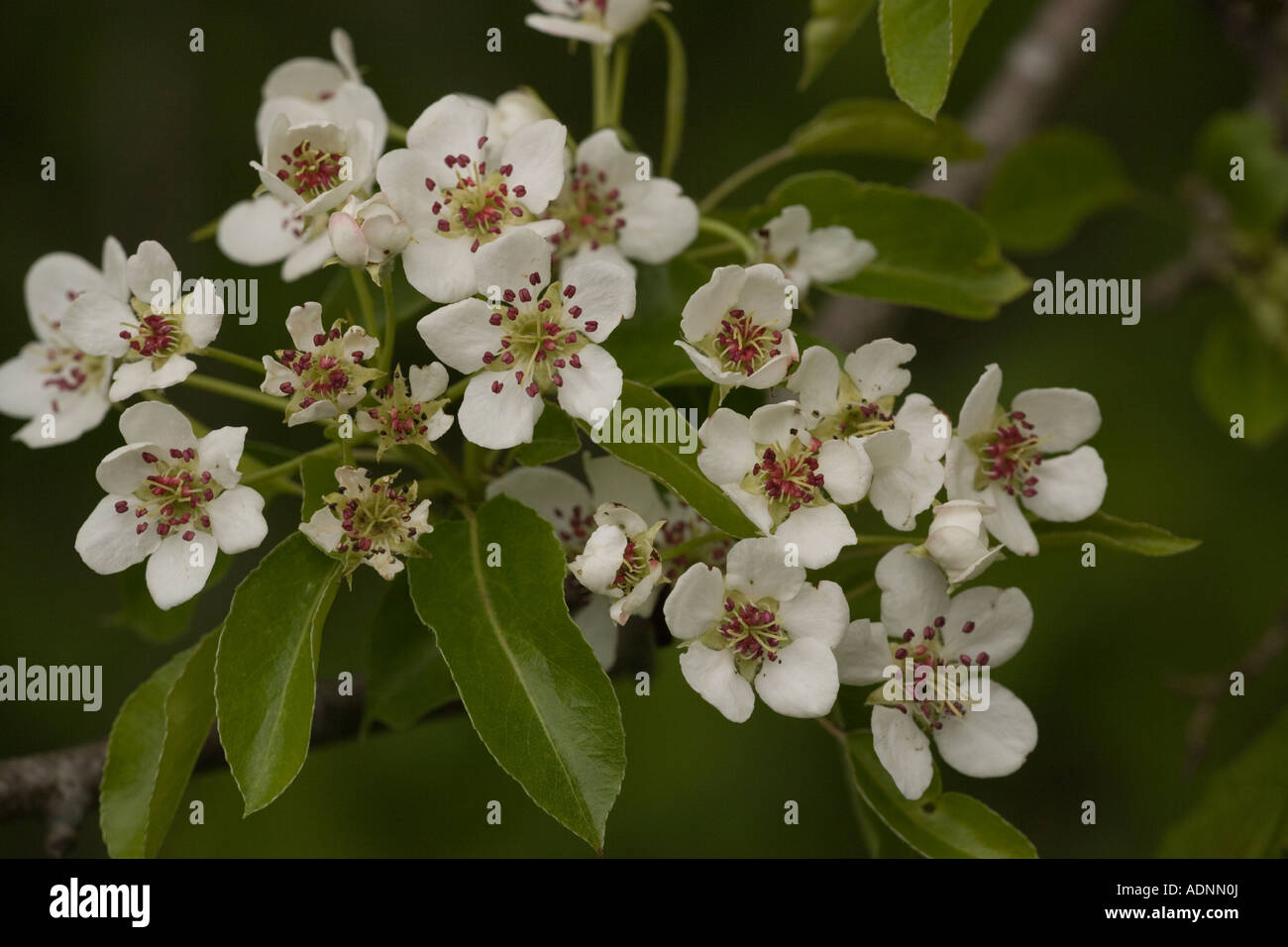 Common wild pear pyrus communis hi-res stock photography and images - Alamy