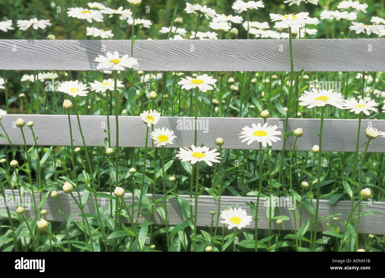 Beautiful oxeye daisies hi-res stock photography and images - Alamy