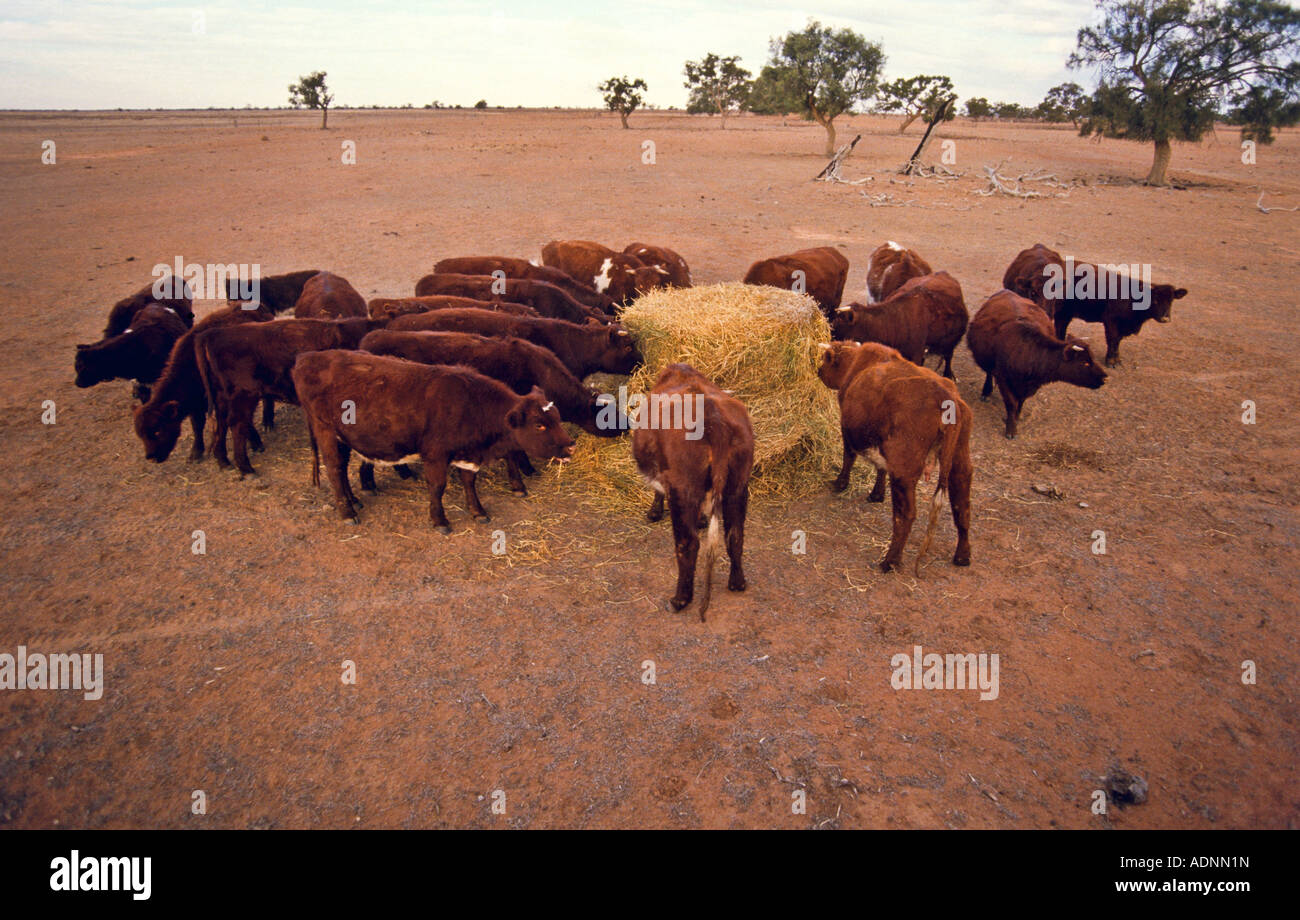 Feeding cattle during a drought, Australia Stock Photo - Alamy
