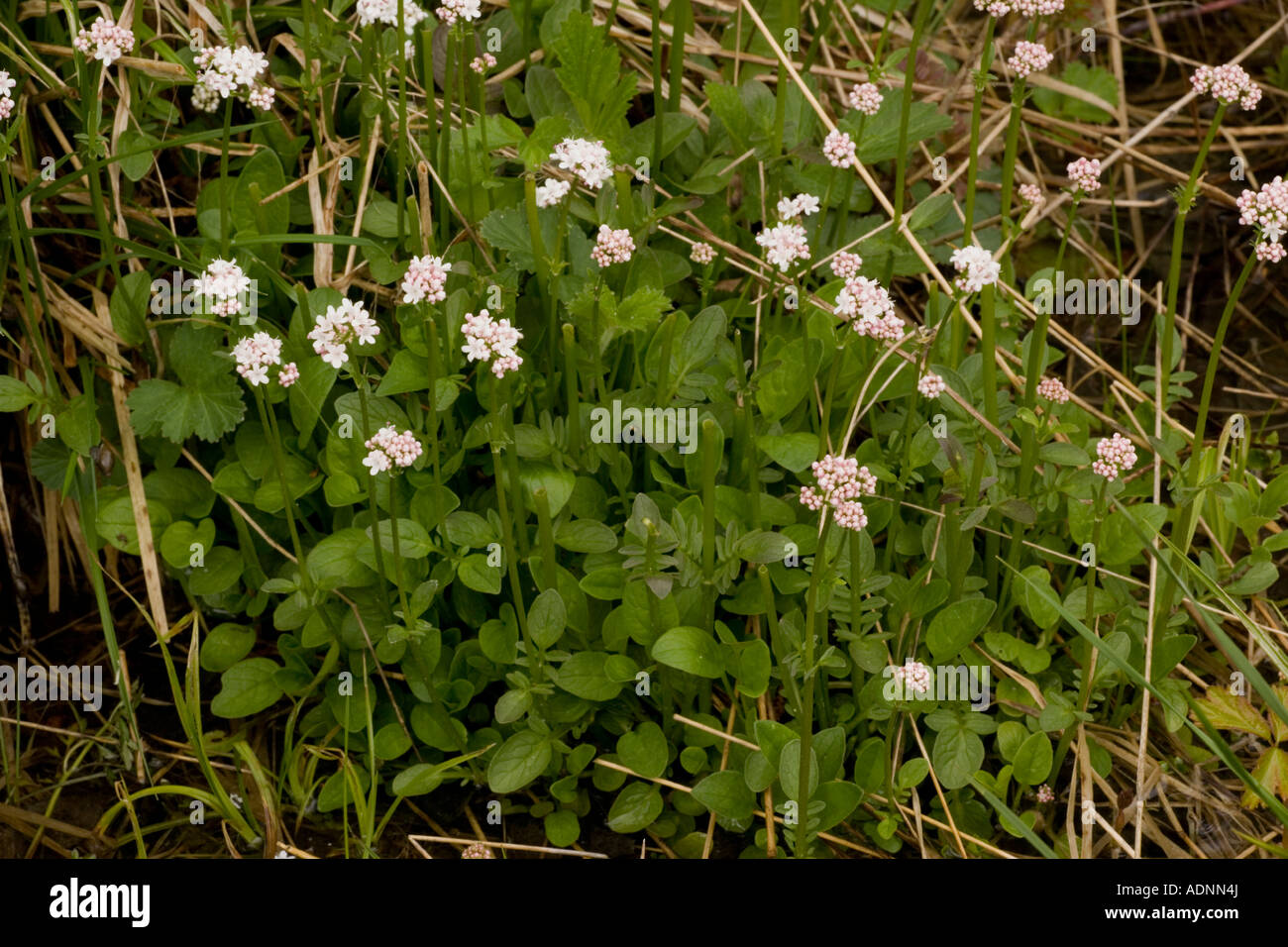 Marsh valerian, Valeriana dioica, rare in UK Stock Photo - Alamy