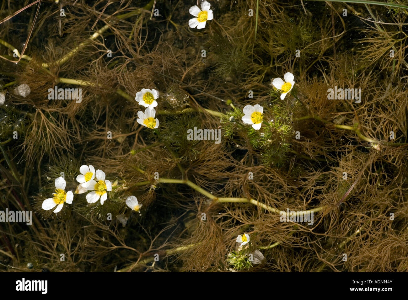 Common water crowfoot Ranunculus aquatilis Stock Photo - Alamy