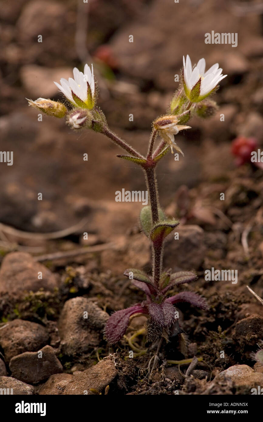 Dwarf mouse ear, curtis s mouse ear, Cerastium pumilum, Very rare in UK ...