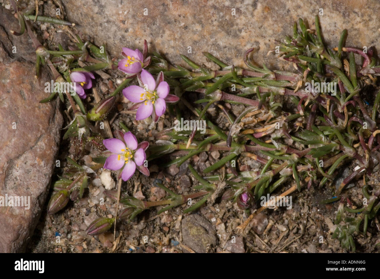 Sand spurrey, Spergularia rubra, Dorset Stock Photo - Alamy