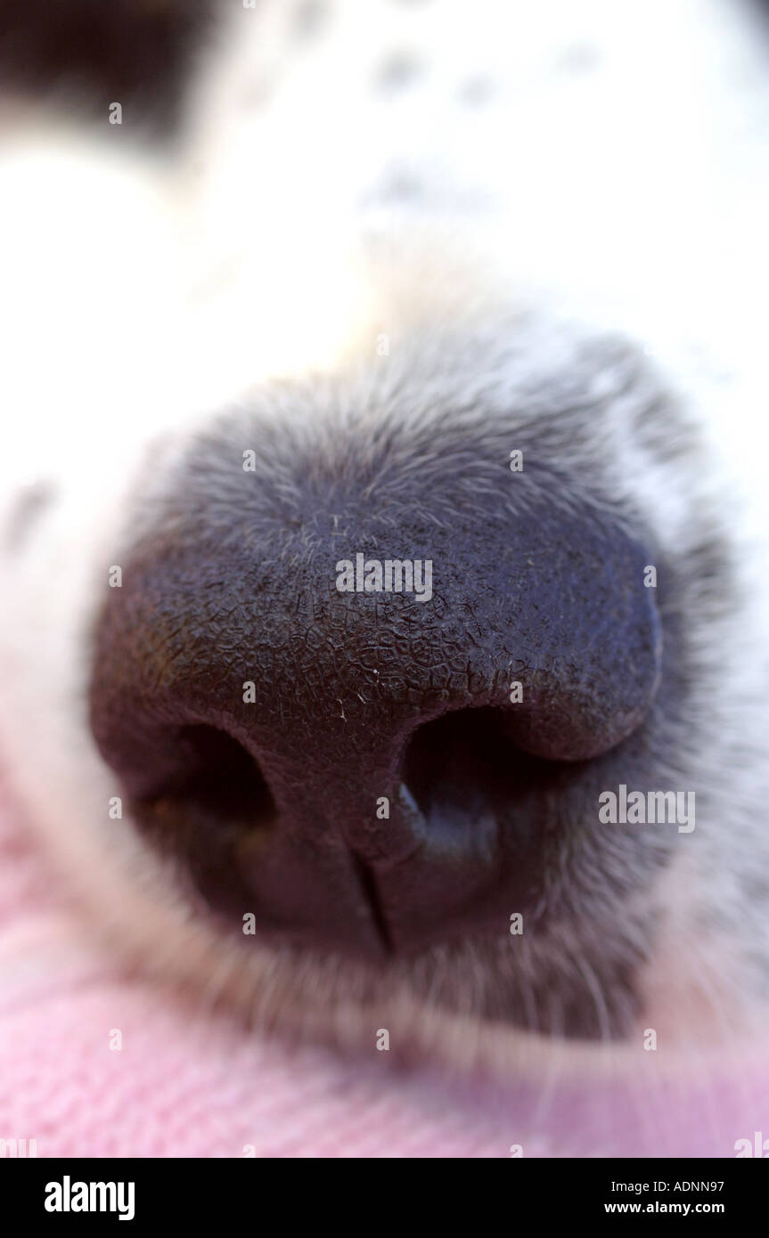 Close up of a Dog s Nose Stock Photo - Alamy
