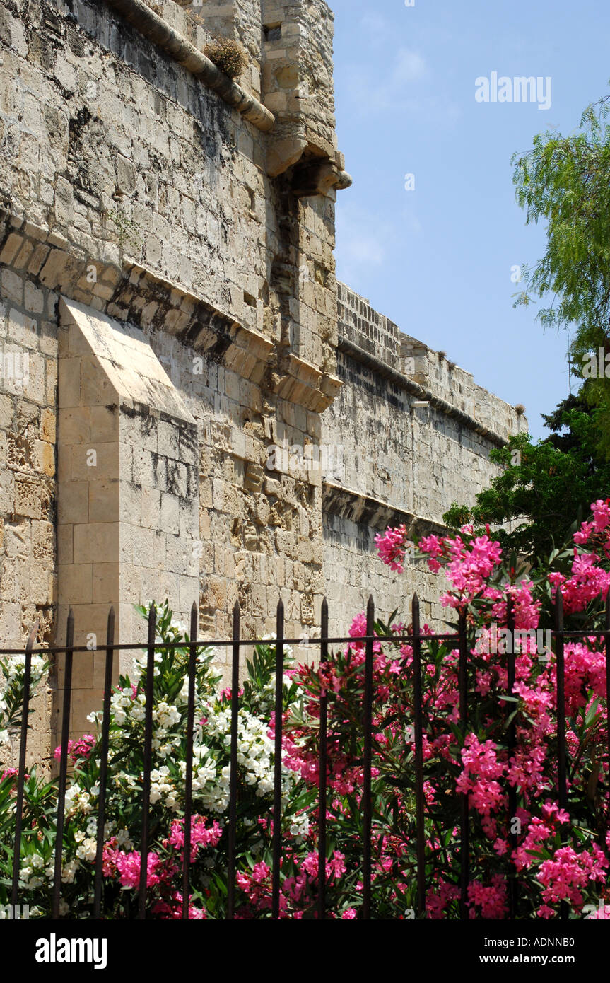 Cyprus roses hi-res stock photography and images - Alamy