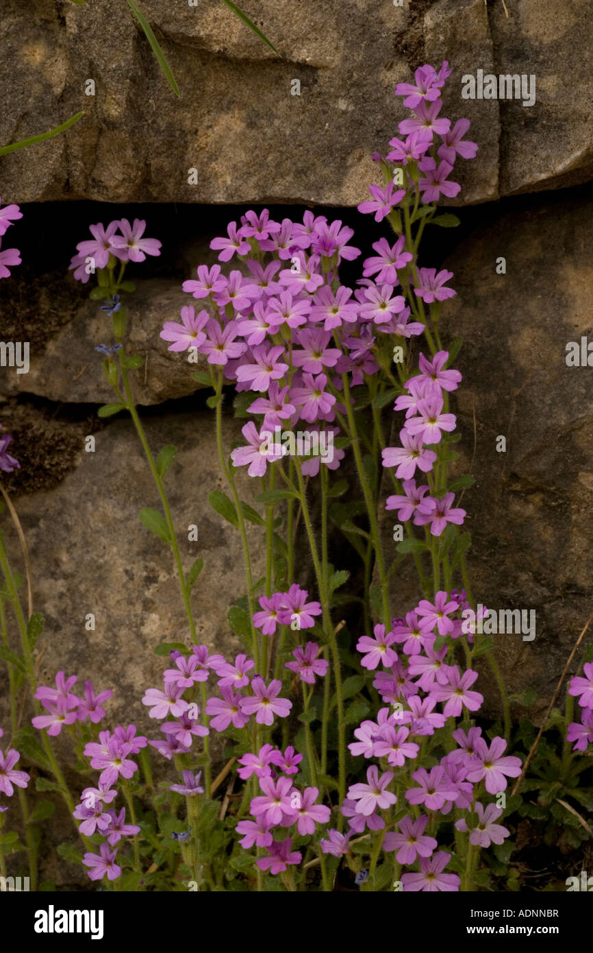 Fairy foxgloves Erinus alpinus Pyrenees Stock Photo - Alamy