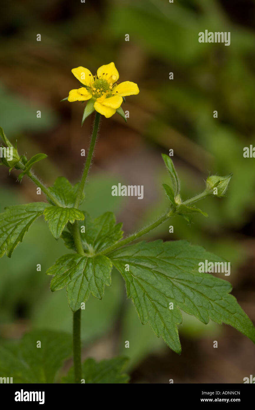 Wood avens, or herb bennet, Geum urbanum, Common in UK Stock Photo - Alamy
