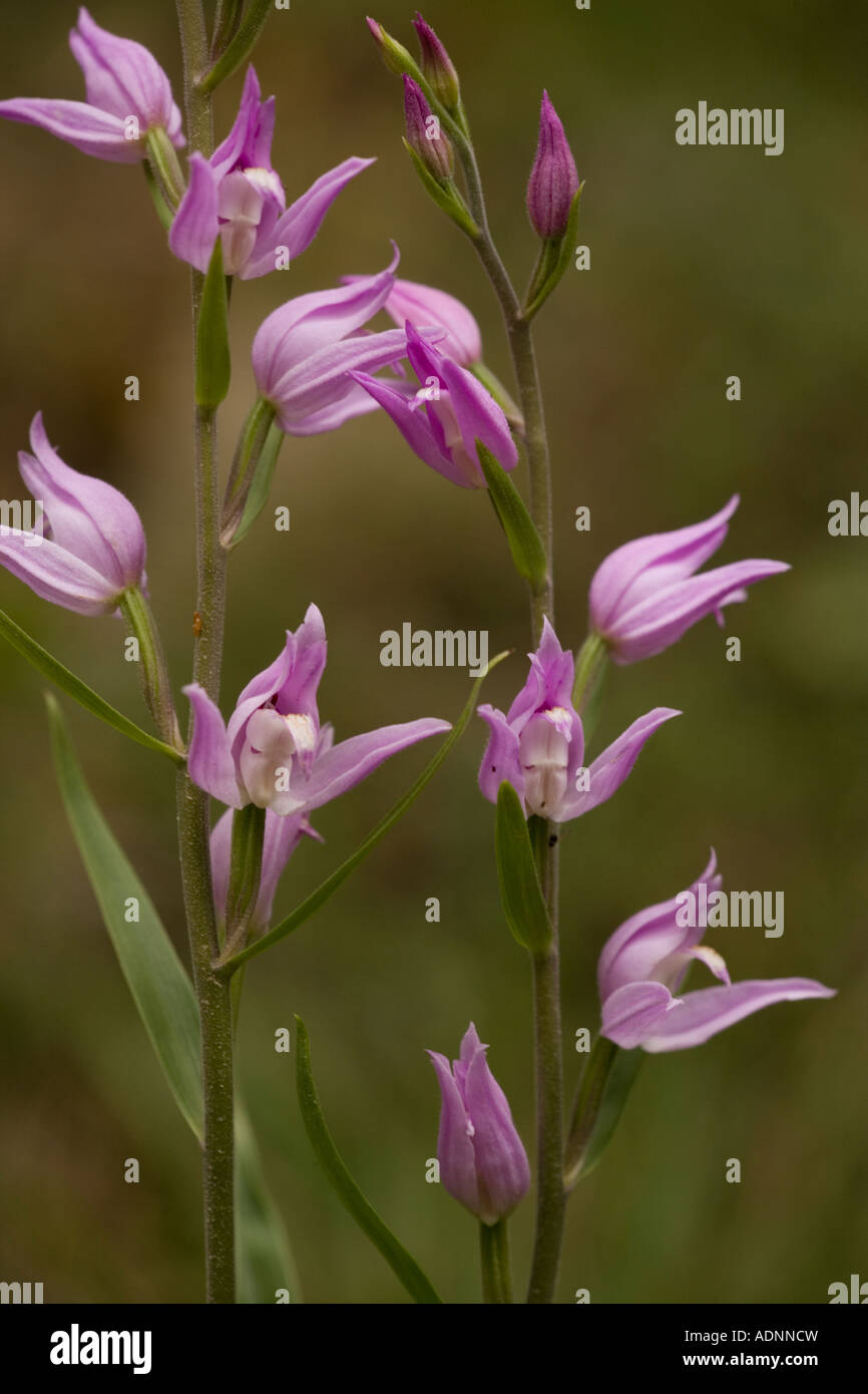 Red helleborine Cephalanthera rubra Very rare orchid in UK Stock Photo ...