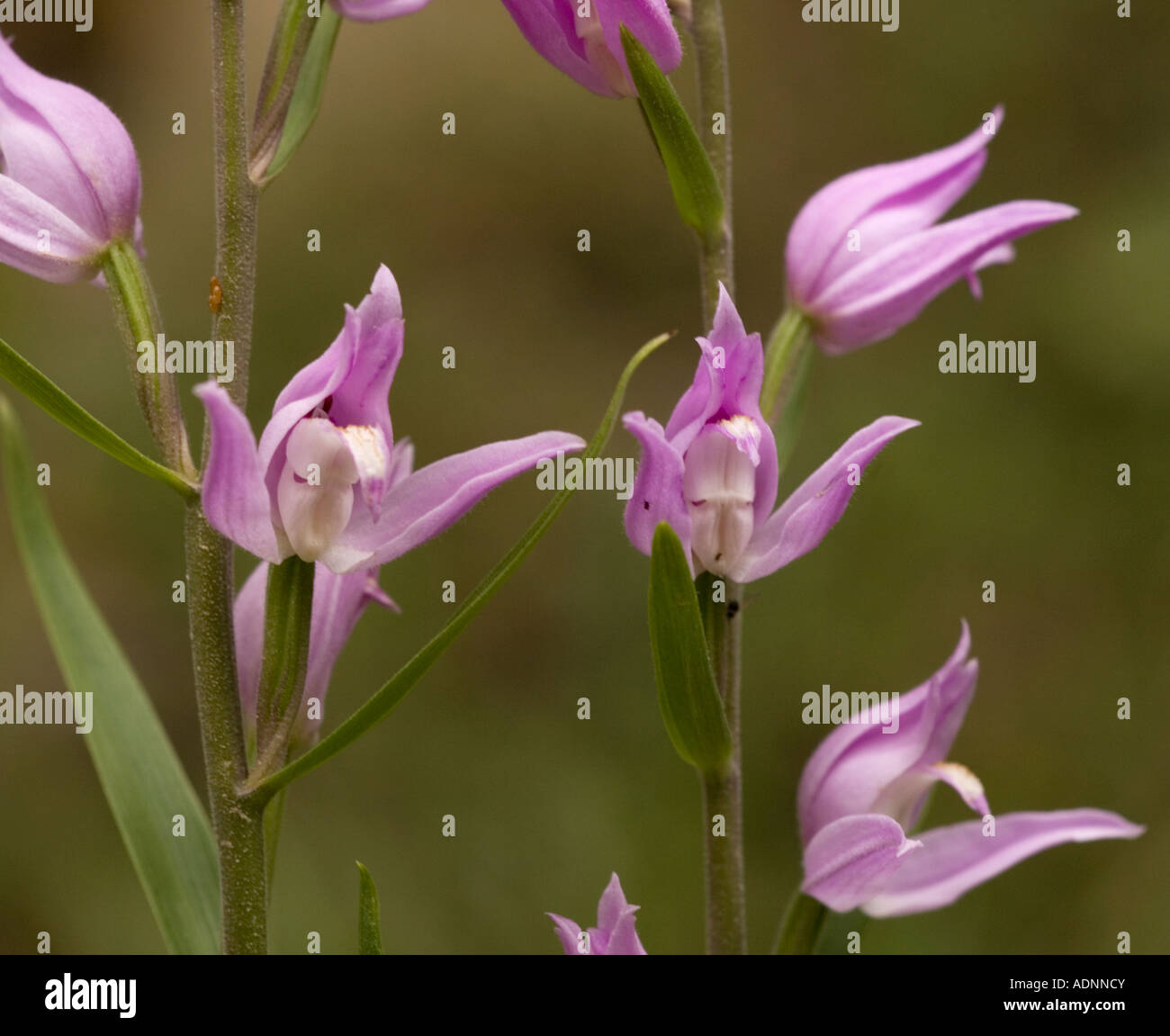 Red helleborine (Cephalanthera rubra) close-up. Very rare orchid in UK ...