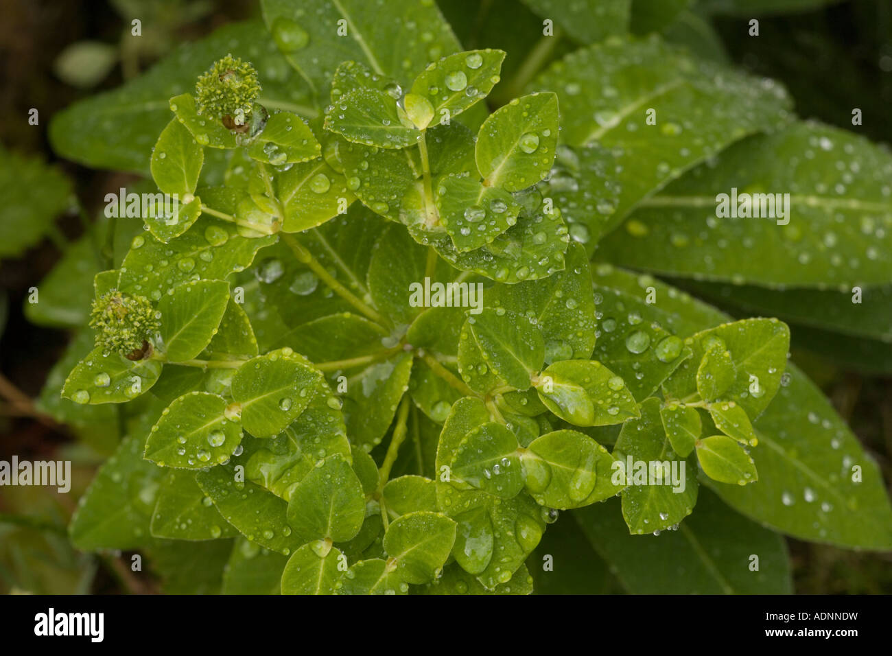 Irish spurge, Euphorbia hyberna, Rare in SW England and Eire Stock ...